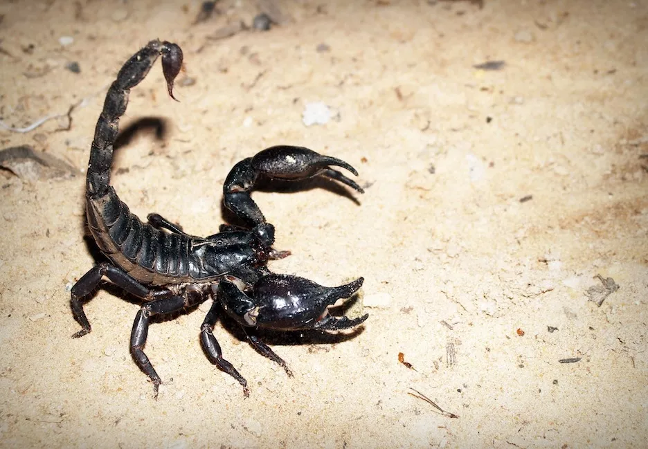 The 6 Most Common Types of Scorpions in Arizona | Scorpion Identification